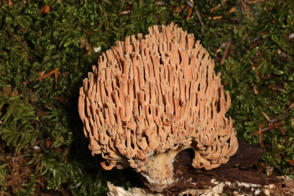 Ramaria rubella from 1584 Blackwater Lodge Rd, Davis, WV 26260, USA on ...