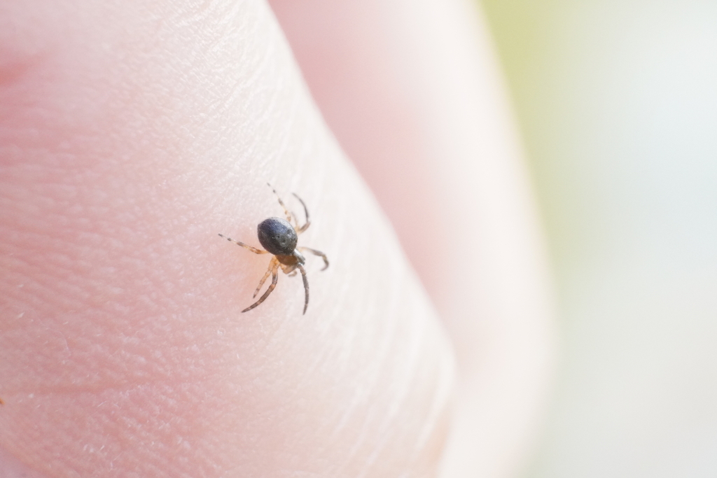 Cobweb Spiders from Richland County, OH, USA on October 7, 2023 at 04: ...