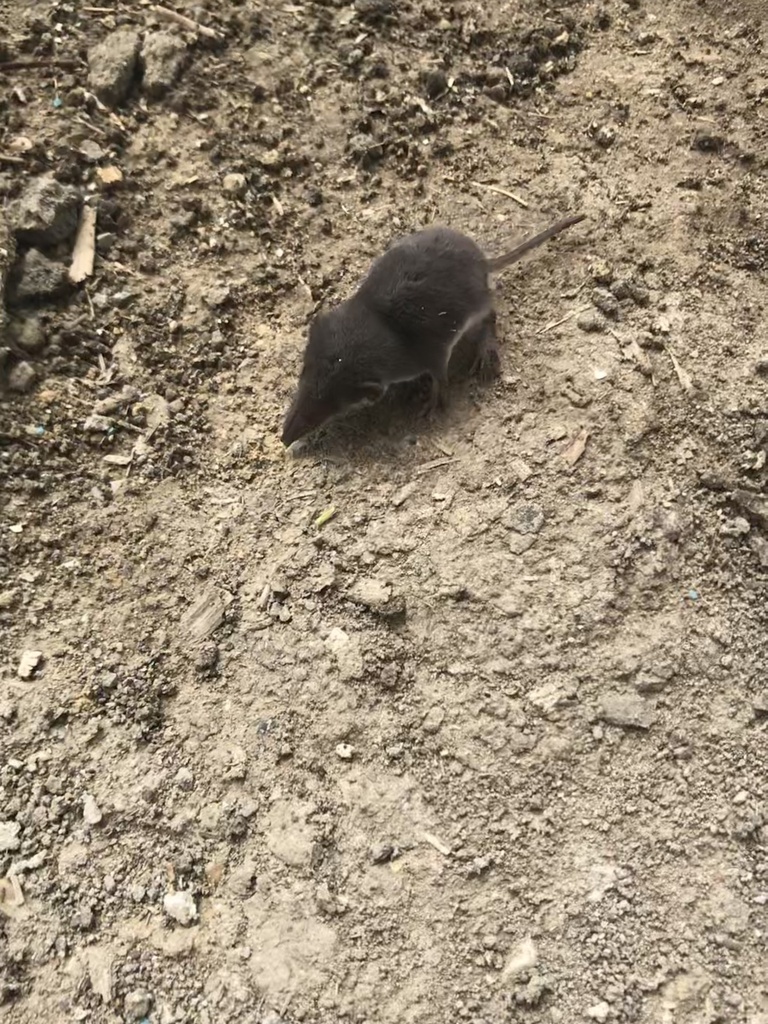 Musk Shrews from Yaruha, Khmelnytskyi Oblast, UA on June 19, 2023 at 03 ...