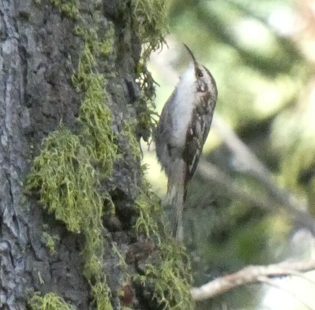 Brown Creeper from Kings Canyon/sequoia, Sequoia National Park, Sequoia ...