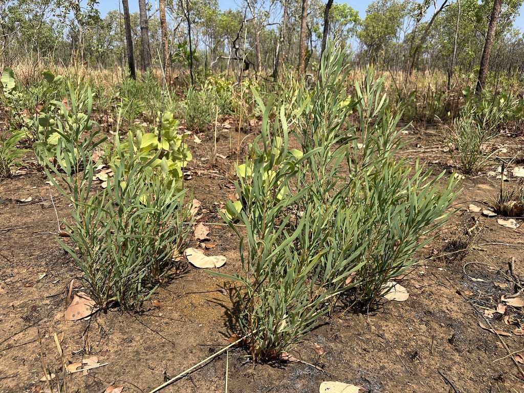 wattles from Kakadu National Park, Kakadu, NT, AU on October 6, 2023 at ...