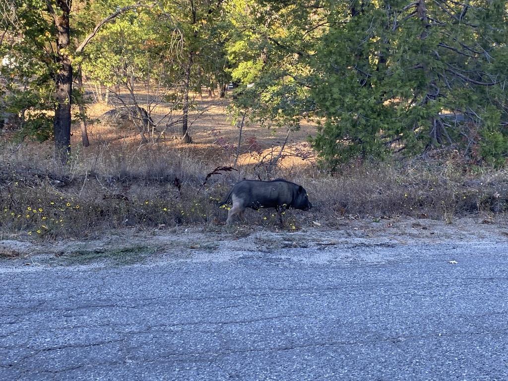 Wild Boar from Road 420, Coarsegold, CA, US on October 7, 2023 at 08:16 ...