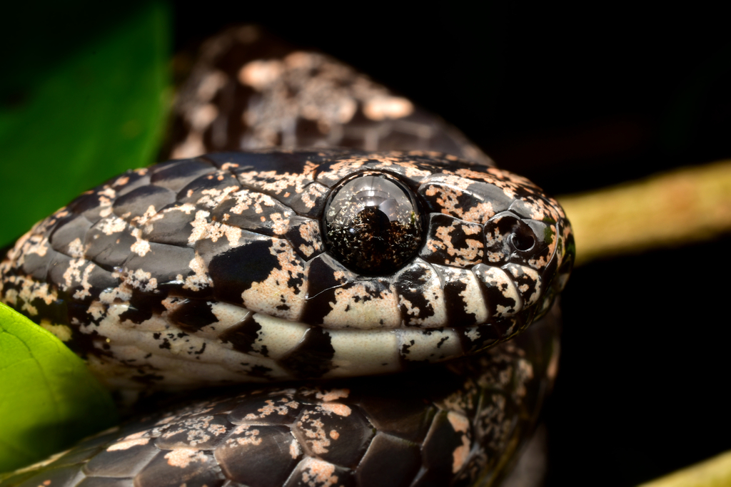 Cloudy Snail-eating Snake from Purires, San José, Atenas, Costa Rica on ...