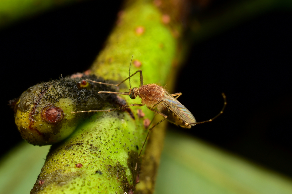 Culicine Mosquitoes from Purires, San José, Atenas, Costa Rica on ...