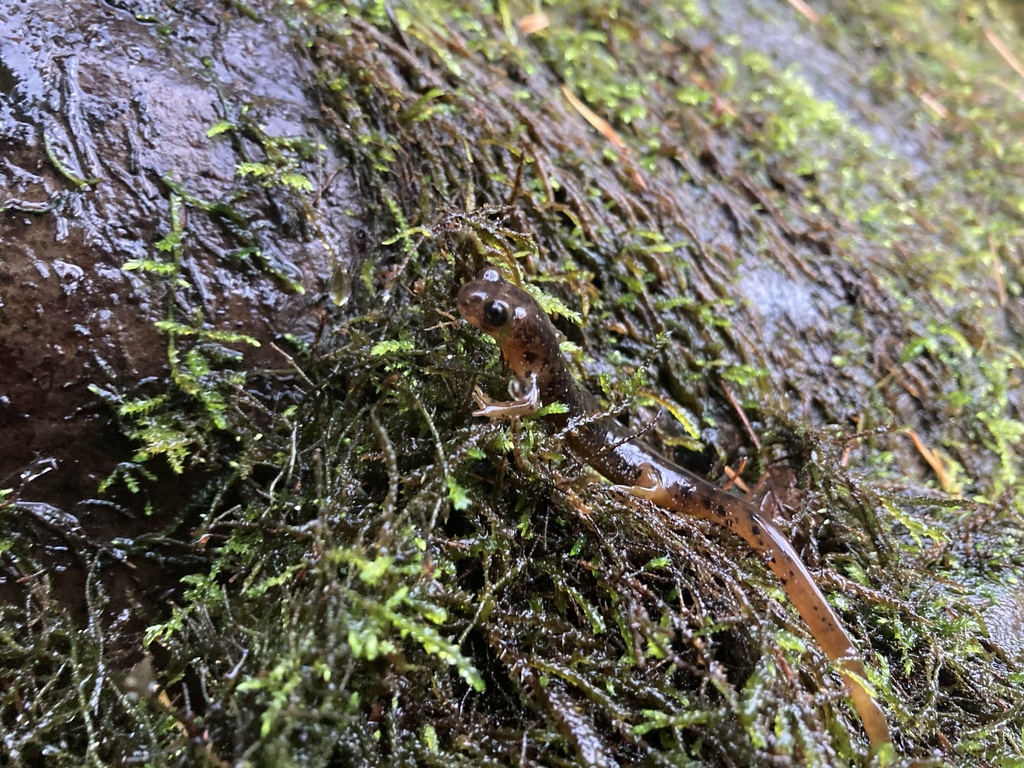 Cascade Torrent Salamander in October 2023 by Anthony Shannon-Thorn ...