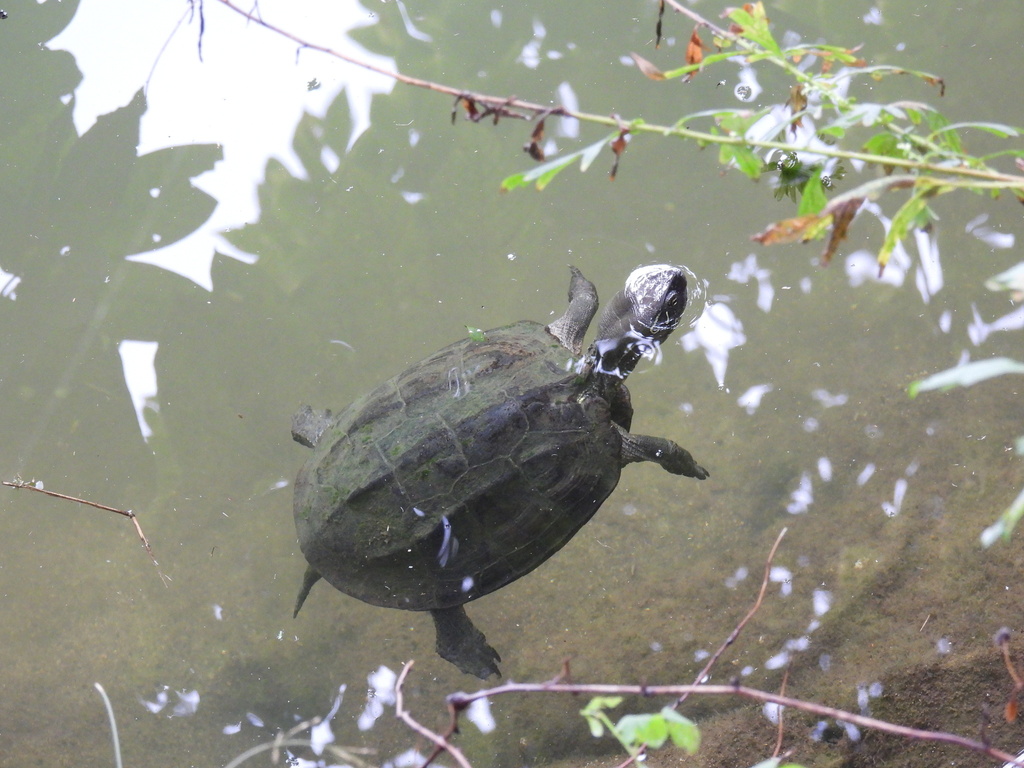 Chinese Pond Turtle in September 2021 by masa_i · iNaturalist