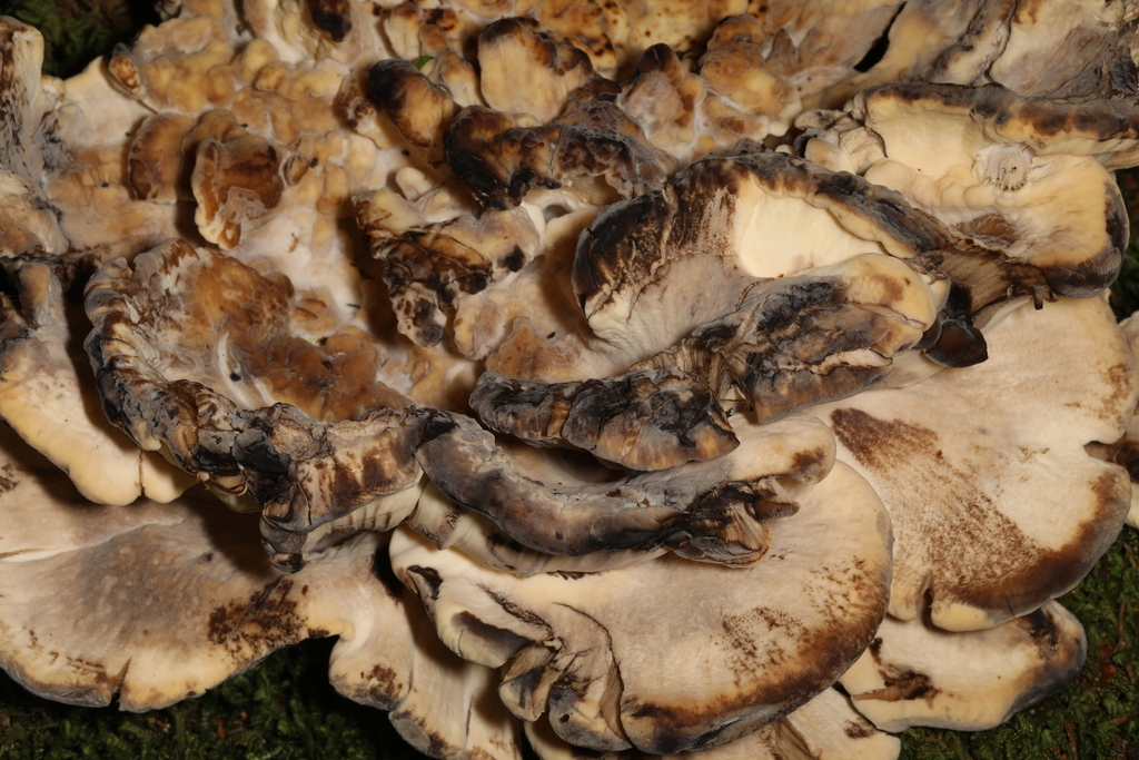 Black-staining Polypore from 1584 Blackwater Lodge Rd, Davis, WV 26260 ...