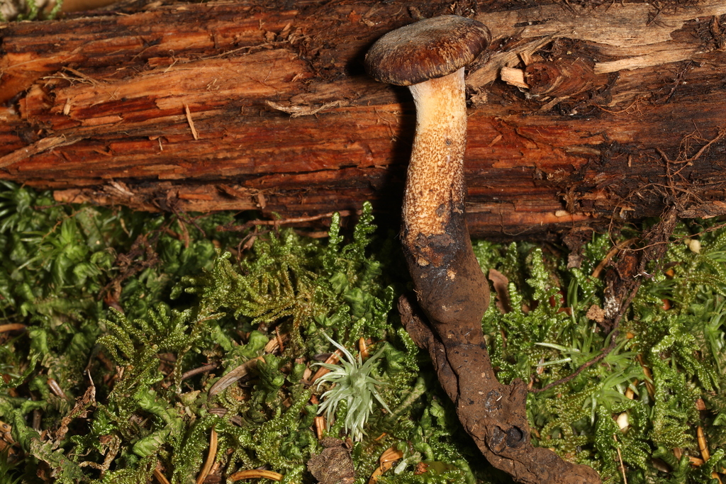 Rooting Polypore from 1584 Blackwater Lodge Rd, Davis, WV 26260, USA on ...