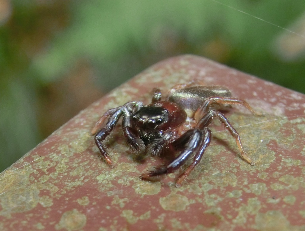 Fighting Spider from 520台灣彰化縣田中鎮 on October 7, 2023 at 08:46 AM by ...
