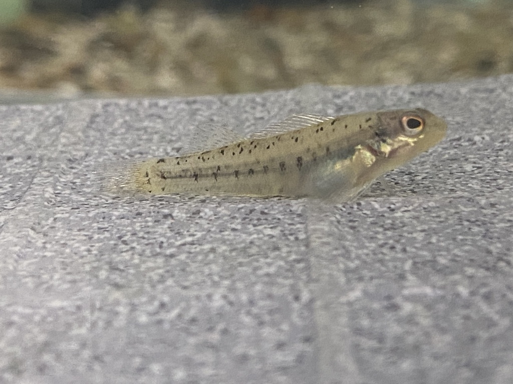 Boulder Darter in September 2023 by edrewshif · iNaturalist