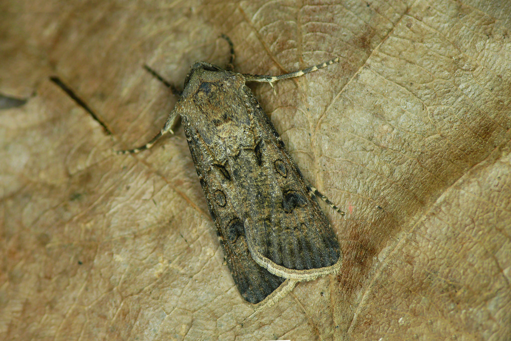 Turnip Moth (Moths of Antequera (Málaga/ Andalusia/ Spain)) · iNaturalist