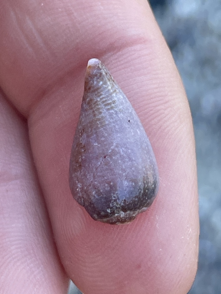 California Cone from Andy Jacobsen Park, Pacific Grove, CA, US on ...