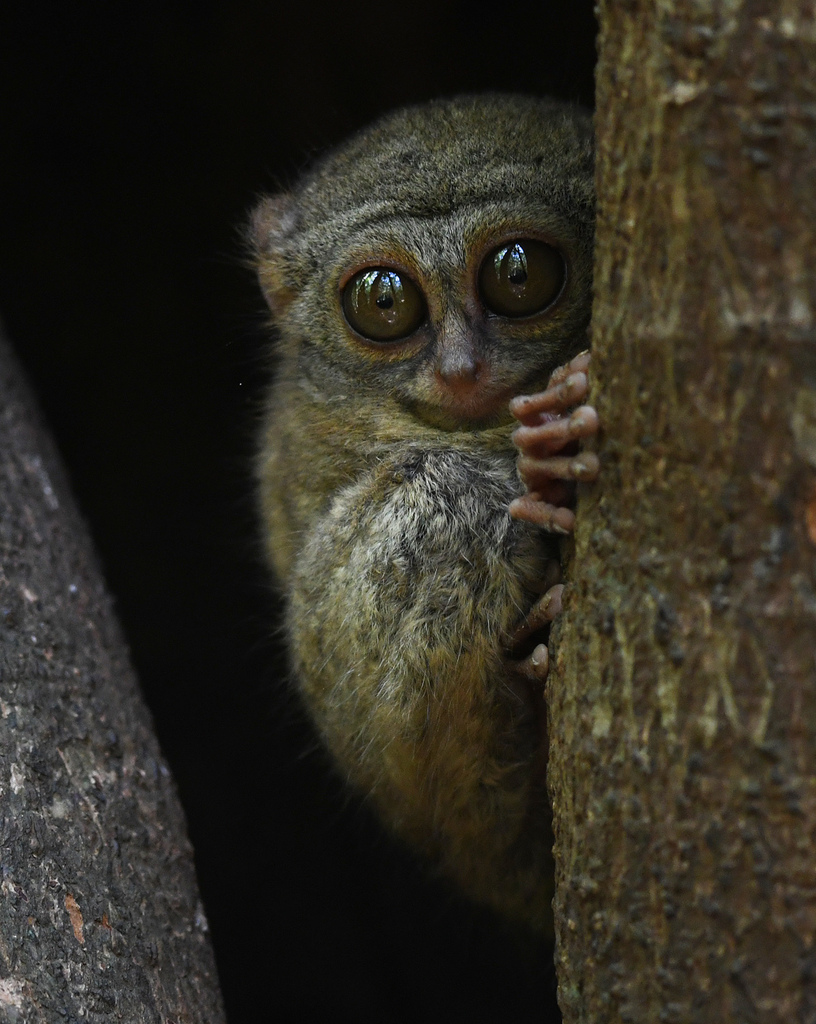 Tarsiers (Tarsiidae) - Know Your Mammals