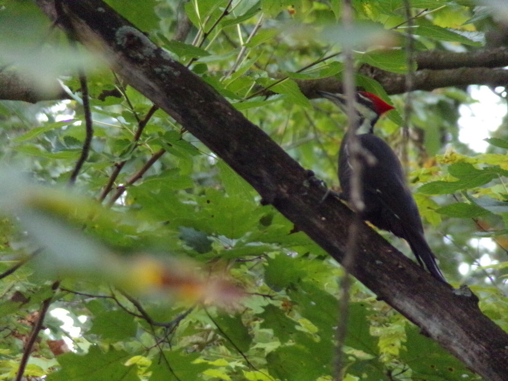 Pileated Woodpecker from Sawyer, MI 49125, USA on October 7, 2023 at 03 ...