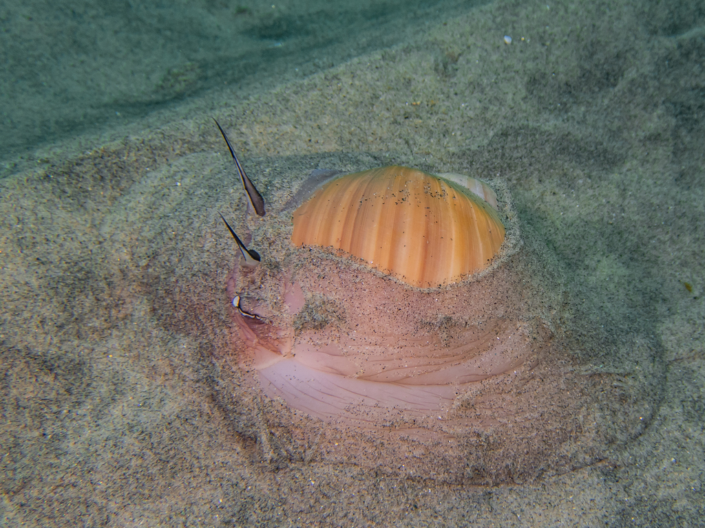 Lewis's Moon Snail from San Diego County, CA, USA on October 7, 2023 at ...