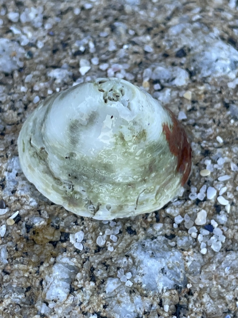 Whitecap Limpet from Andy Jacobsen Park, Pacific Grove, CA, US on ...