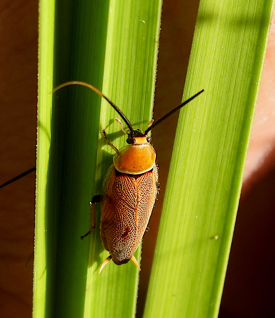 bush cockroach from Eulo QLD 4491, Australia on September 28, 2023 at ...