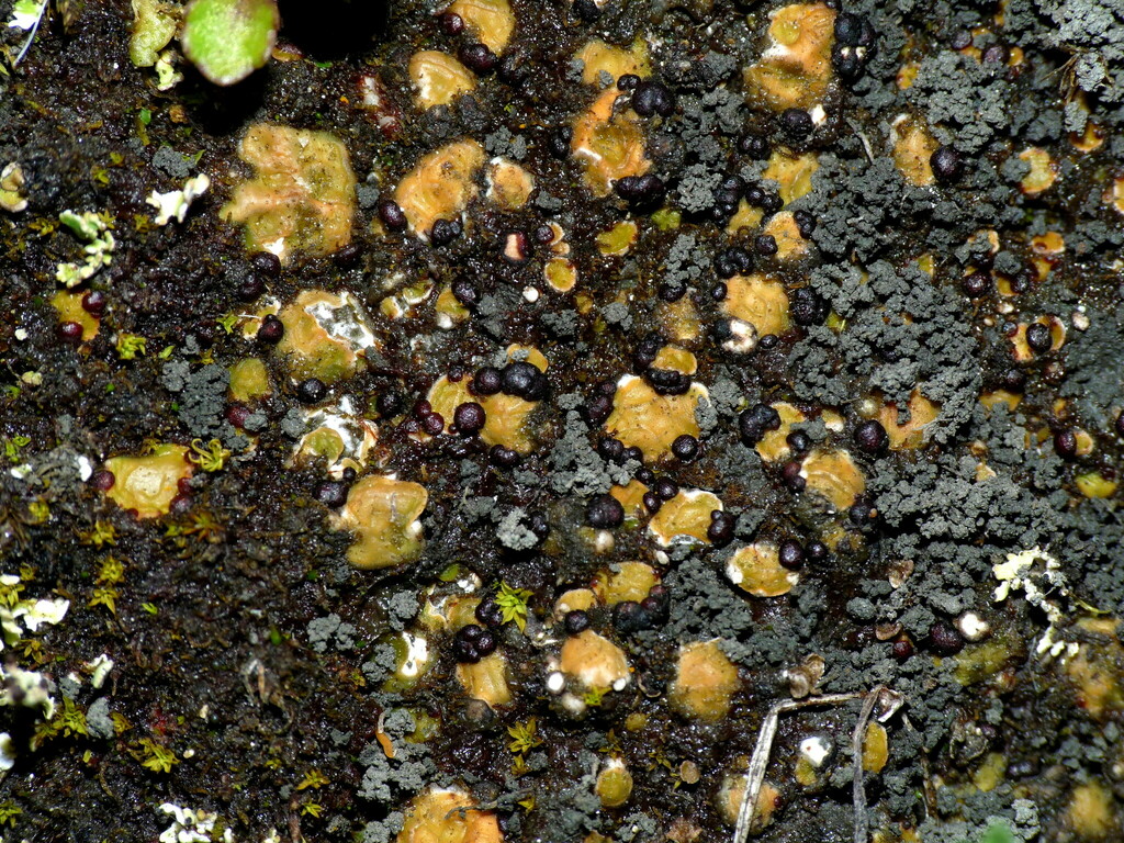 Blushing Scale in October 2023 by harrylurling · iNaturalist