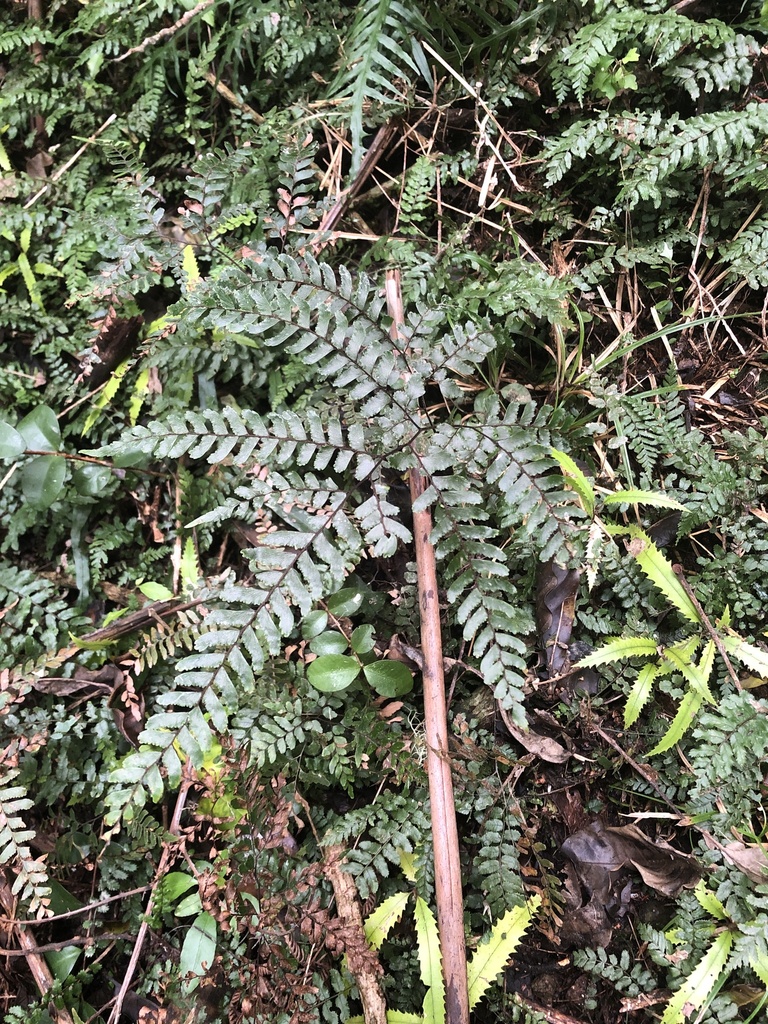 Adiantum fulvum from Te Ika-a-Māui/North Island, Porirua, Wellington ...