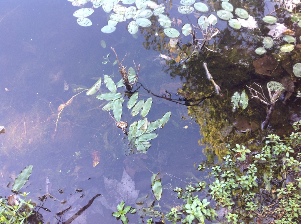 Longleaf Pondweed in September 2014 by Bonnie Isaac · iNaturalist
