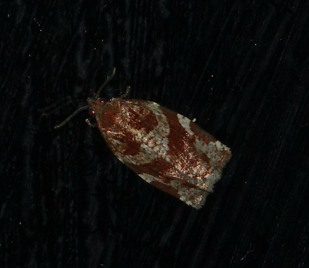 Archips myricana from Saint-Fulgence, 263 route de Tadoussac, QC ...