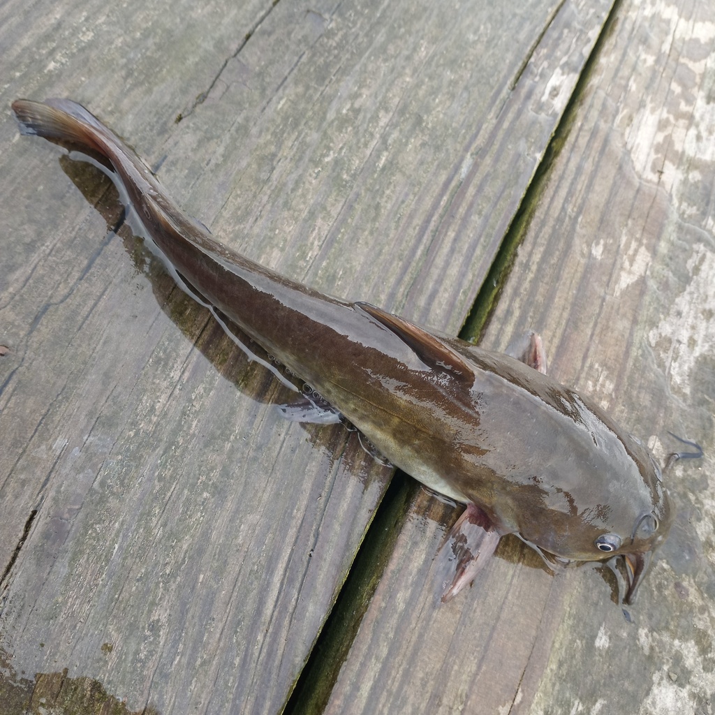 Brown Bullhead from Caroline County, MD, USA on October 7, 2023 at 09: ...