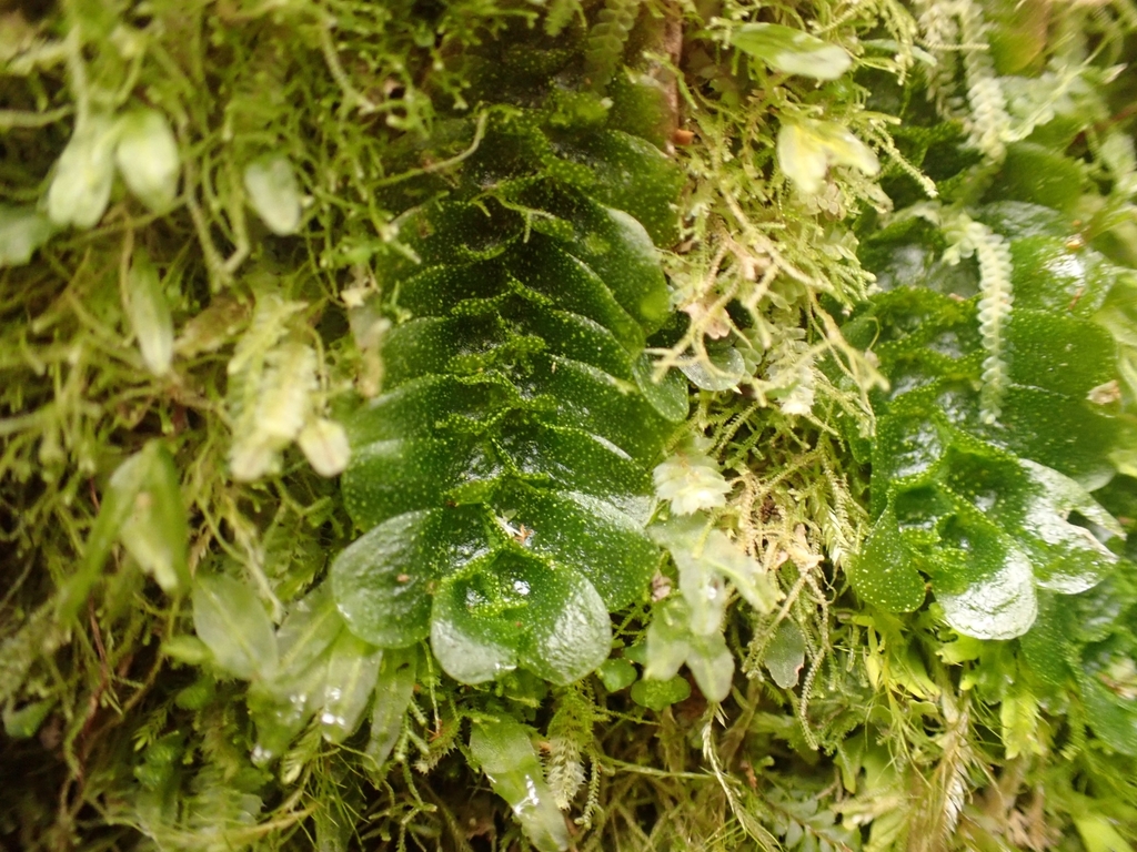 Treubia lacunosa from Upper Hutt 5372, New Zealand on October 7, 2023 ...