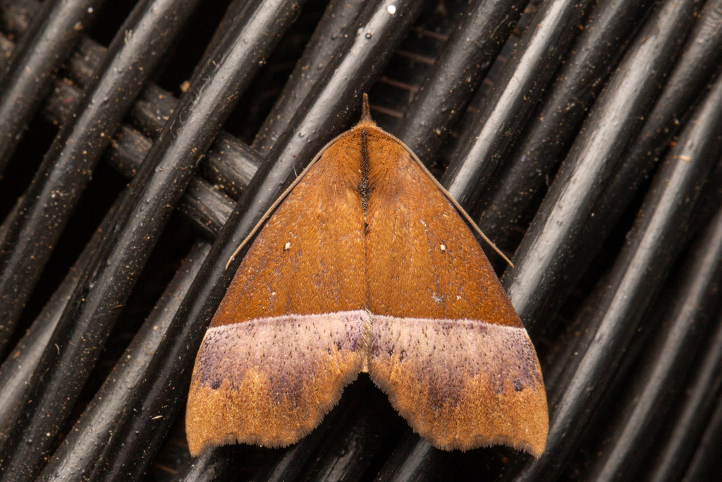 Acidon pseudohypena from MCM Nature Discovery Villa (Stephen's Place ...