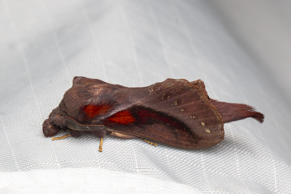 Kunugia drakei from MCM Nature Discovery Villa (Stephen's Place ...