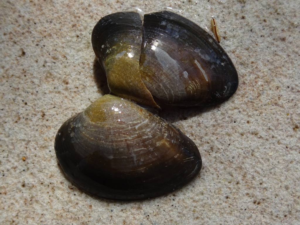 Smoke cockle from Botany Bay, Sydney NSW, Australia on October 6, 2023 ...