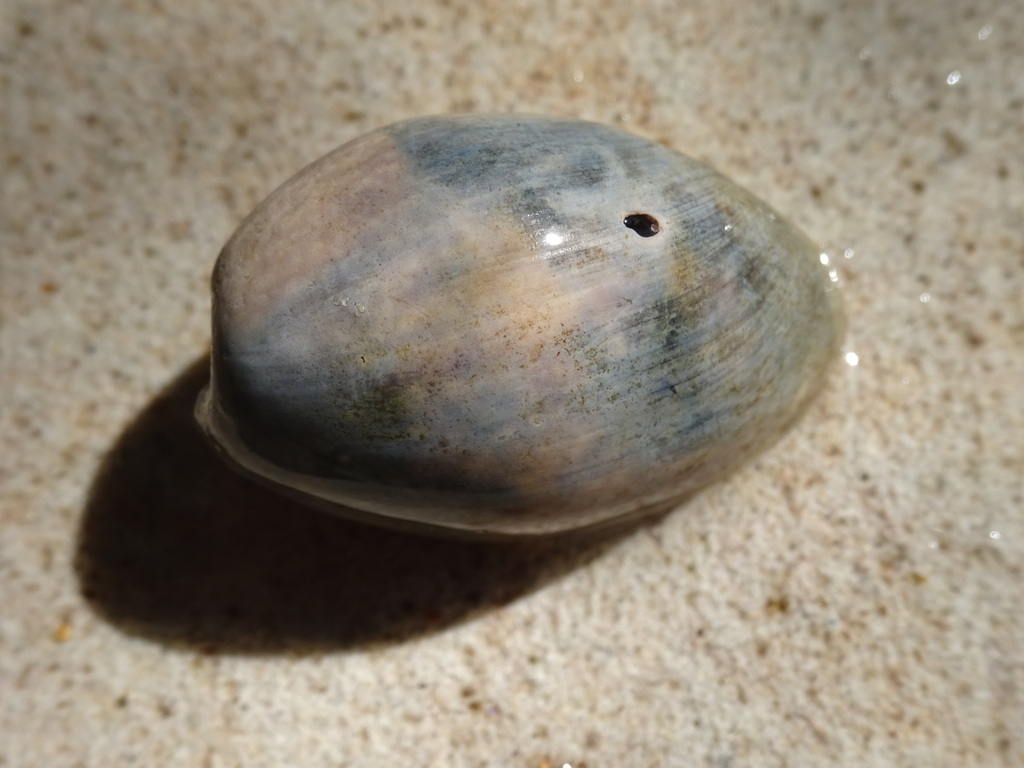 Brown bubble shell from Botany Bay, Sydney NSW, Australia on October 6 ...
