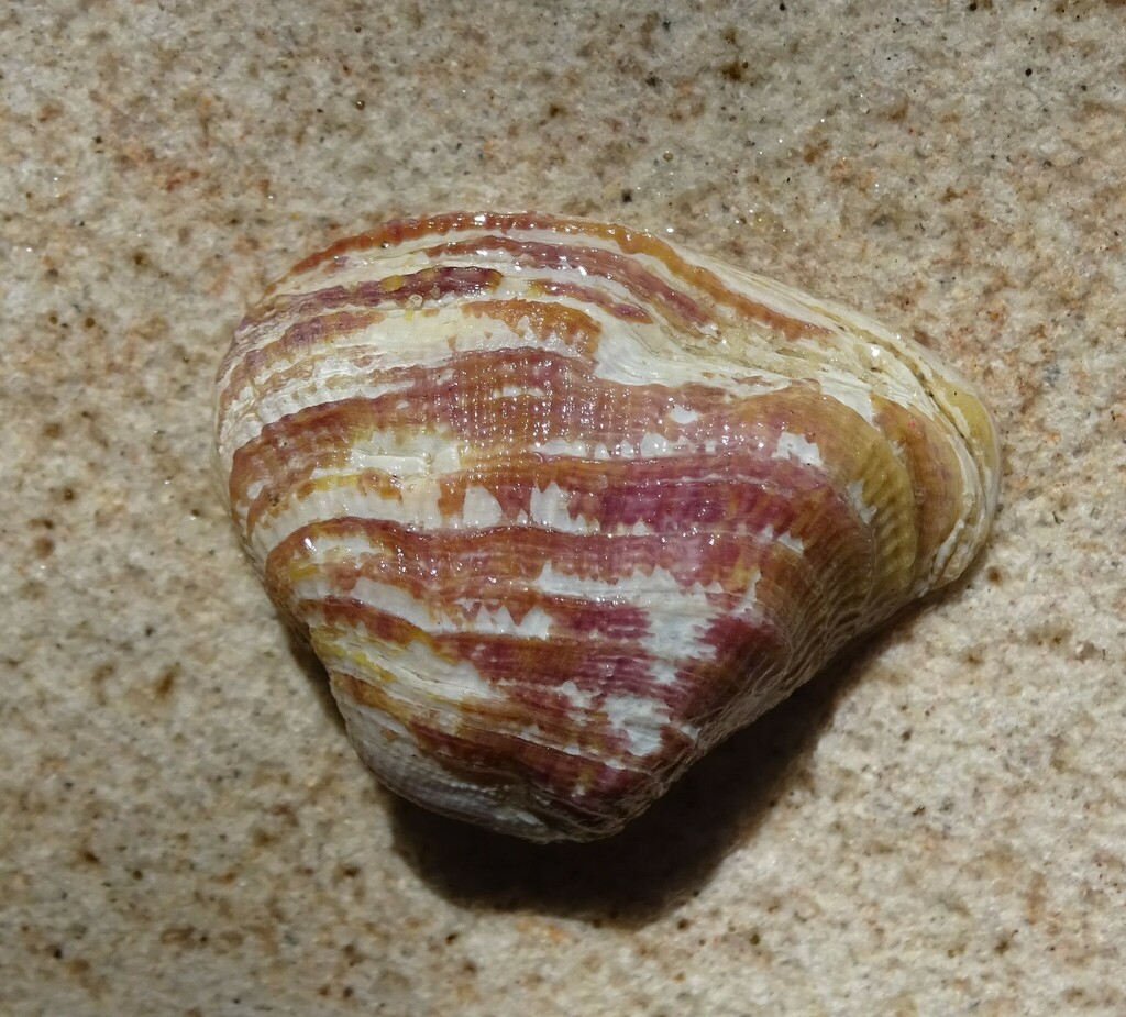 Boring Venus Shell from Botany Bay, Sydney NSW, Australia on October 6 ...