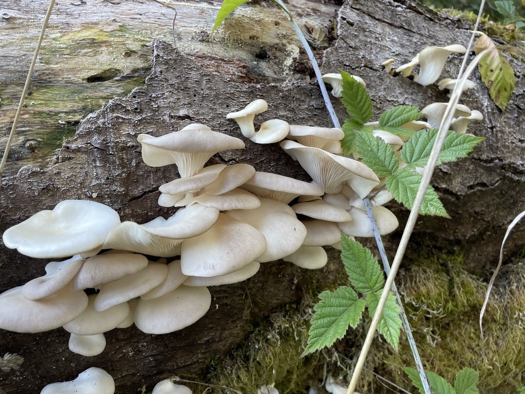 summer oyster mushroom from Siuslaw National Forest, Florence, OR, US ...