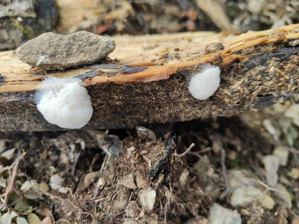 true slime molds from Arthur's Pass, New Zealand on October 8, 2023 at ...