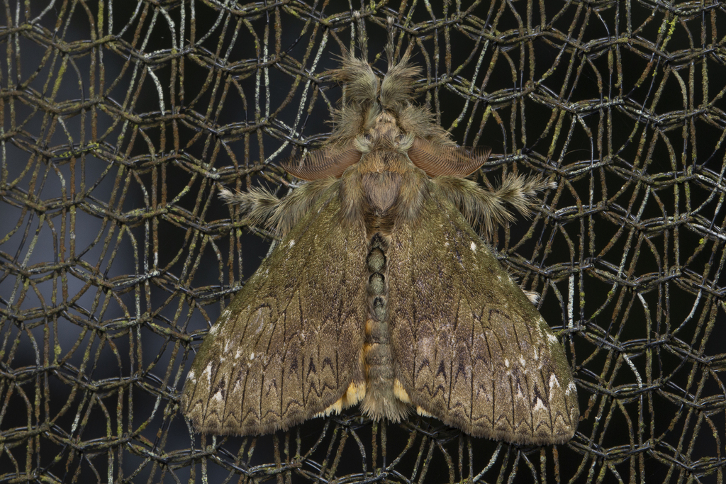 Ilema vaneeckei from MCM Nature Discovery Villa (Stephen's Place ...