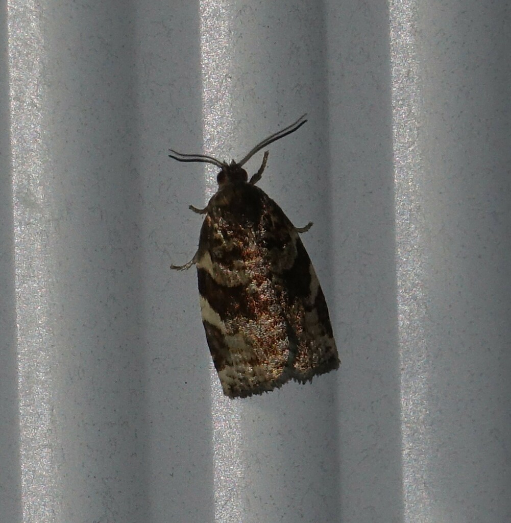 Archips myricana from Saint-Fulgence, 263 route de Tadoussac, QC ...