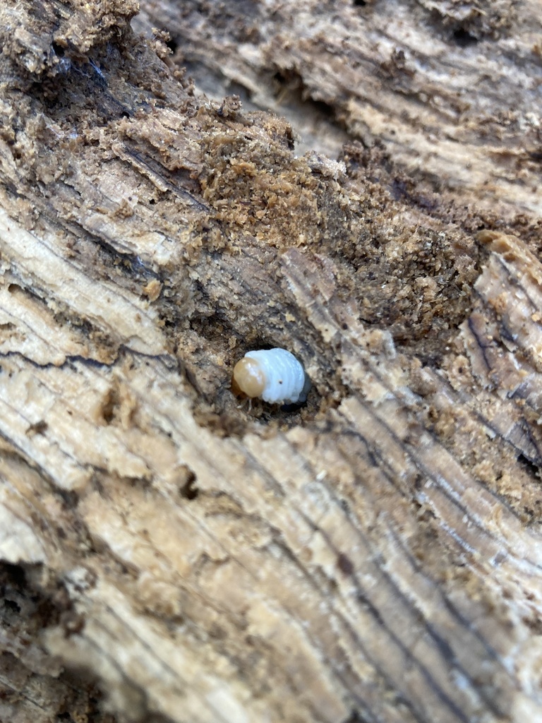 Water, Rove, Scarab, Long-horned, Leaf, and Snout Beetles from Te ...