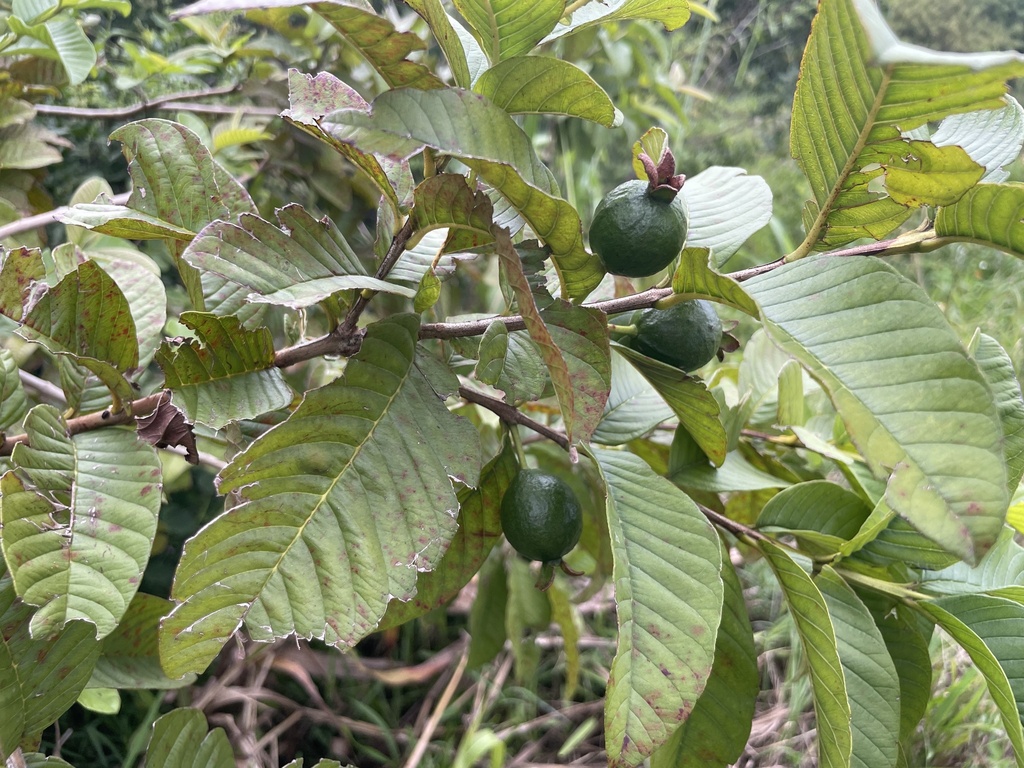 Common guava from Florida Bird Viewing Trail, Fellsmere, FL, US on ...