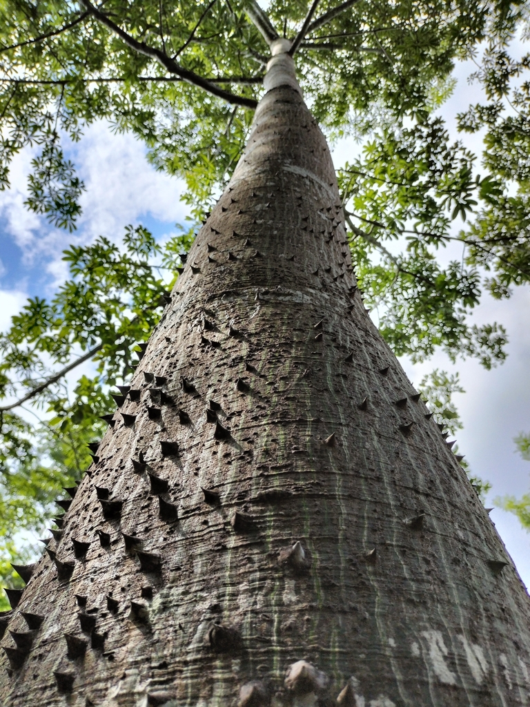 Kapok Tree from 77384 Q.R., México on October 7, 2023 at 02:21 PM by ...