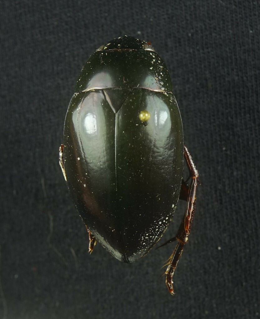 Hydrophilus ovatus in December 2008 by paul_dennehy. some more beetles ...