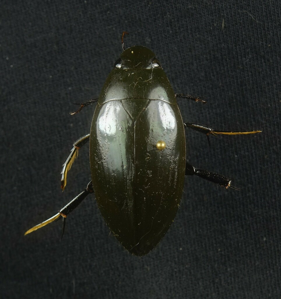 Giant Water Scavenger Beetle from Northumberland County, PA, USA on ...