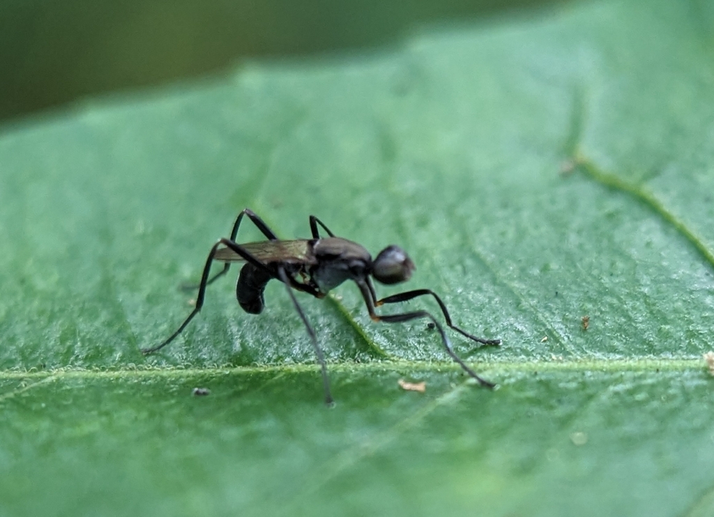 Toxopoda from 884P+PV, Fatehpur Range, Uttarakhand 263140, India on ...