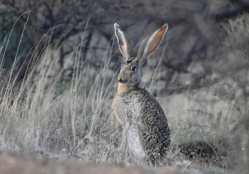 Antelope Jackrabbit (Lepus alleni) - Know Your Mammals