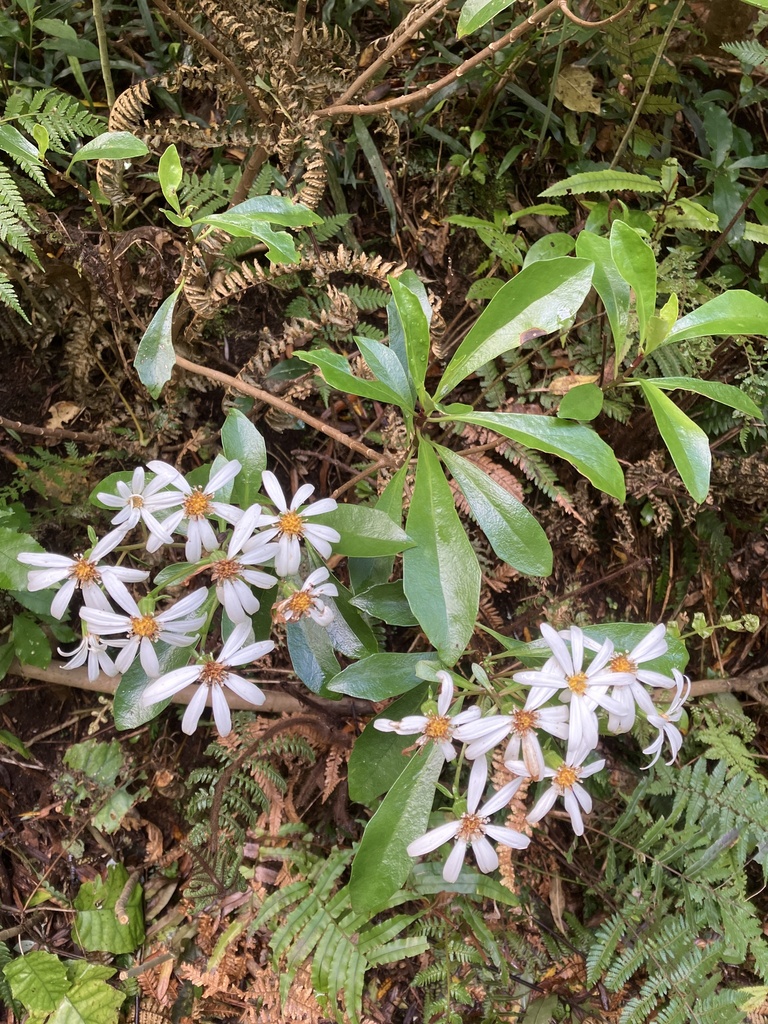 Kirk's tree daisy from North Island, Cambridge, Waikato, NZ on October ...