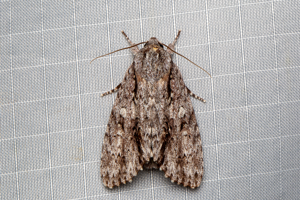 Acronicta rubiginosa from MCM Nature Discovery Villa (Stephen's Place ...