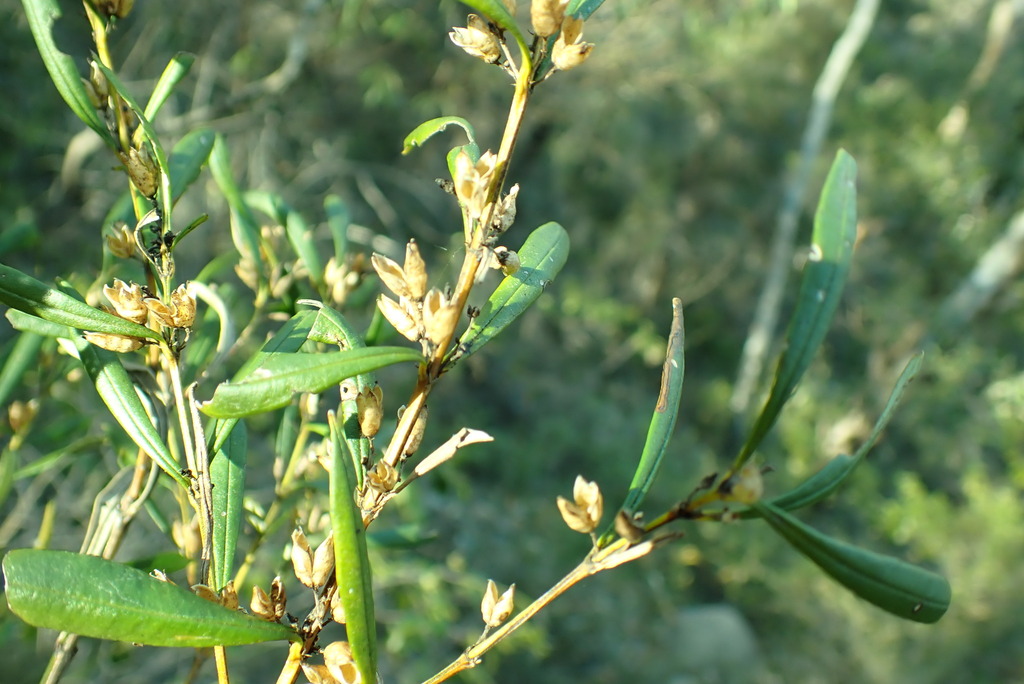 Logania albiflora from Isla QLD 4719, Australia on September 21, 2023 ...