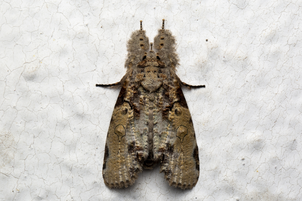 Gadirtha impingens from MCM Nature Discovery Villa (Stephen's Place ...