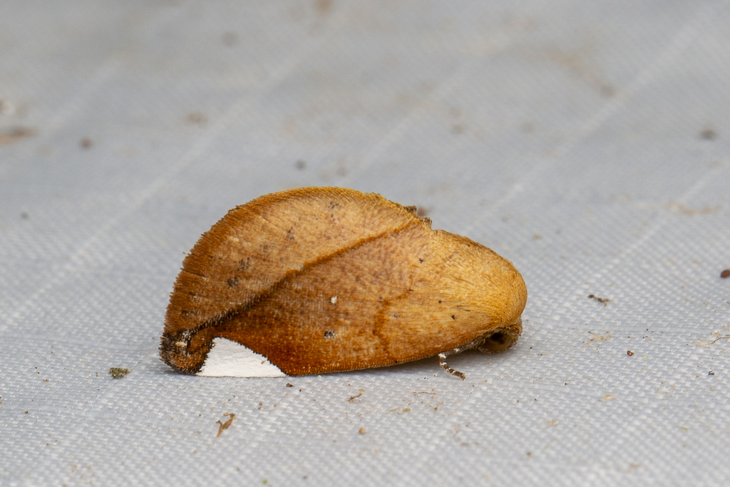 Negeta montanata from MCM Nature Discovery Villa (Stephen's Place ...