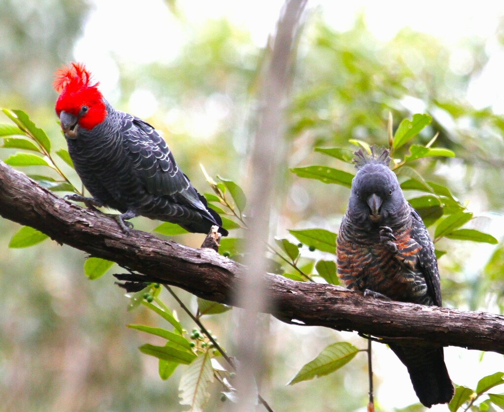 Gang-gang Cockatoo in October 2023 by observerpete · iNaturalist