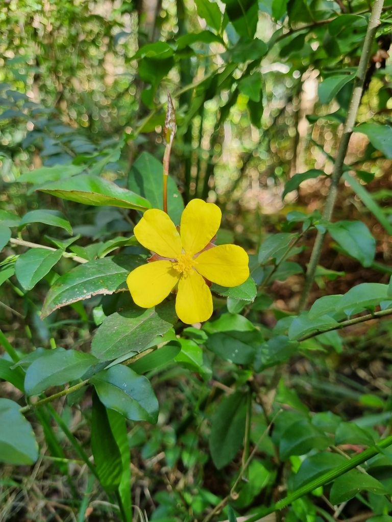 Toothed Guinea Flower from Northbridge NSW 2063, Australia on October 8 ...
